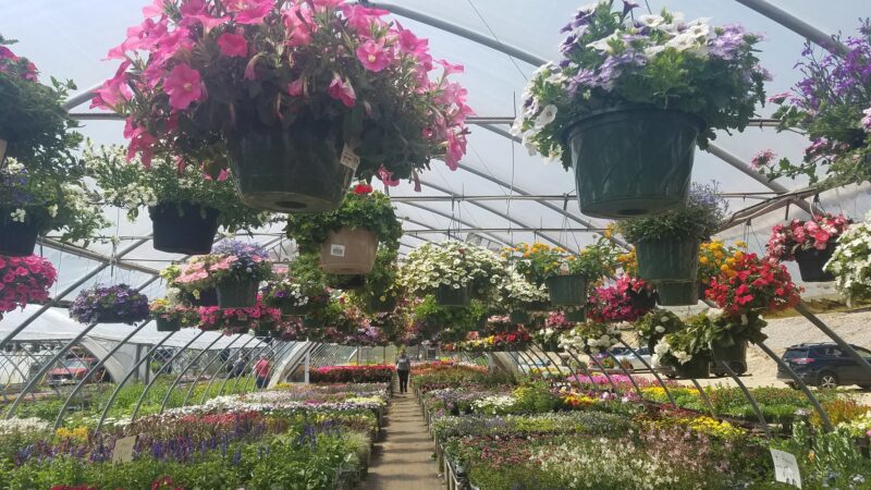 Home | Gray Farm Greenhouses